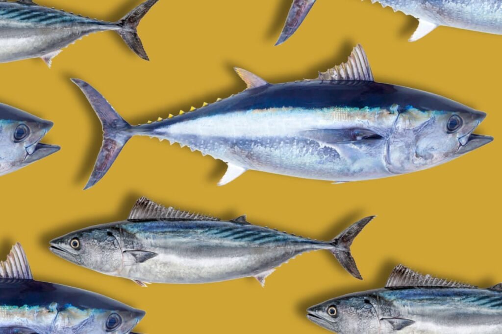 Atún Y Bonito Son Lo Mismo O Hay Diferencias Entre Ellos